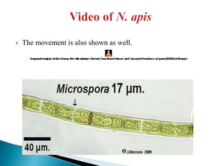 animal like protist the protozoa from animal form and fuction | PPTX