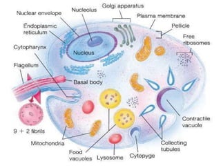 animal like protist the protozoa from animal form and fuction | PPTX