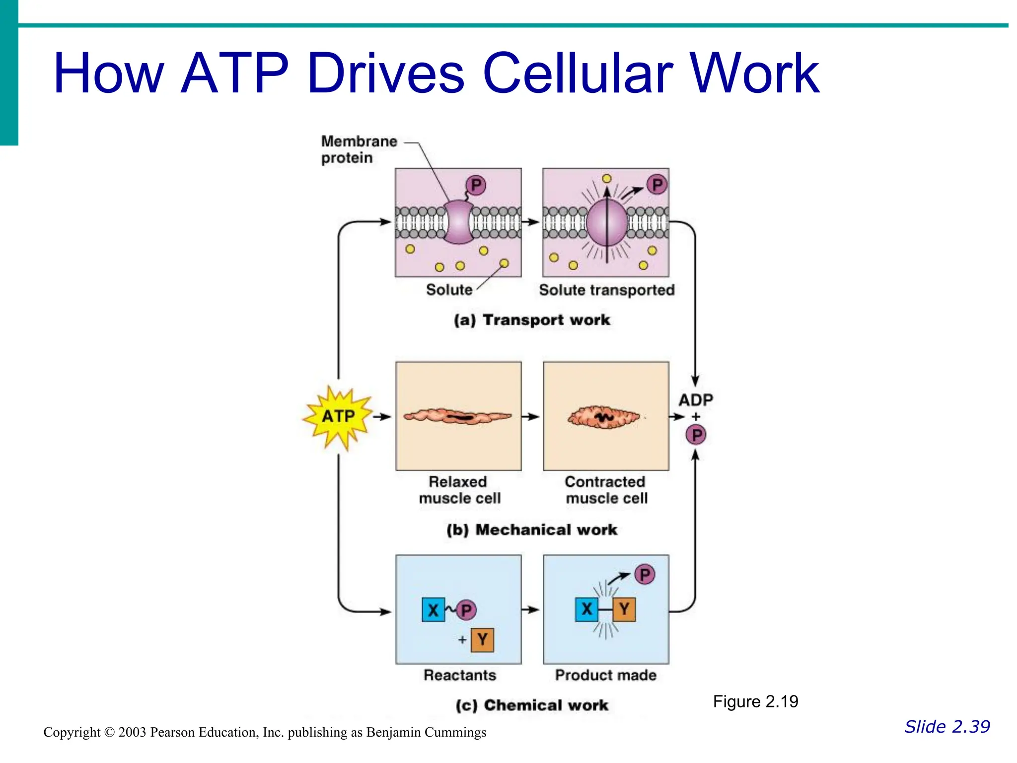 Chapter 2.pdf Basic Chemistry in Anatomy and Physiology | PPT