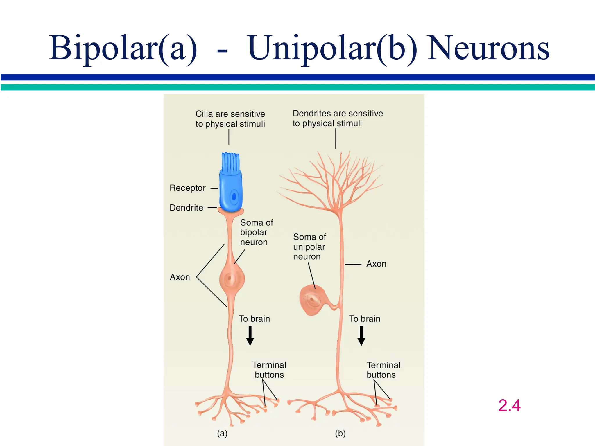 Structure and function of nervous system | PPT | Free Download