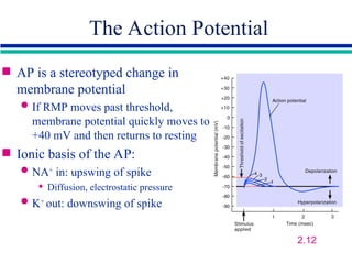 Structure and function of nervous system | PPT