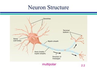 Structure and function of nervous system | PPT