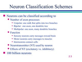Structure and function of nervous system | PPT