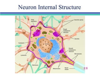 Structure and function of nervous system | PPT
