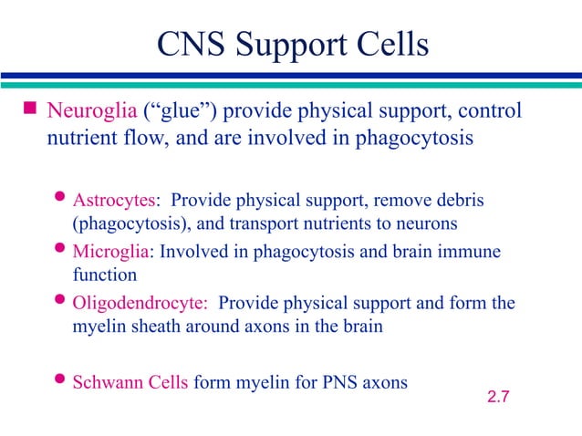 Structure and function of nervous system | PPT | Free Download