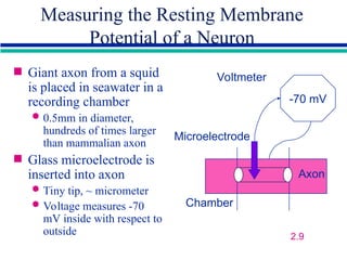 Structure and function of nervous system | PPT | Free Download