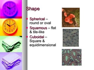 Chapter 2 Cell | PPT