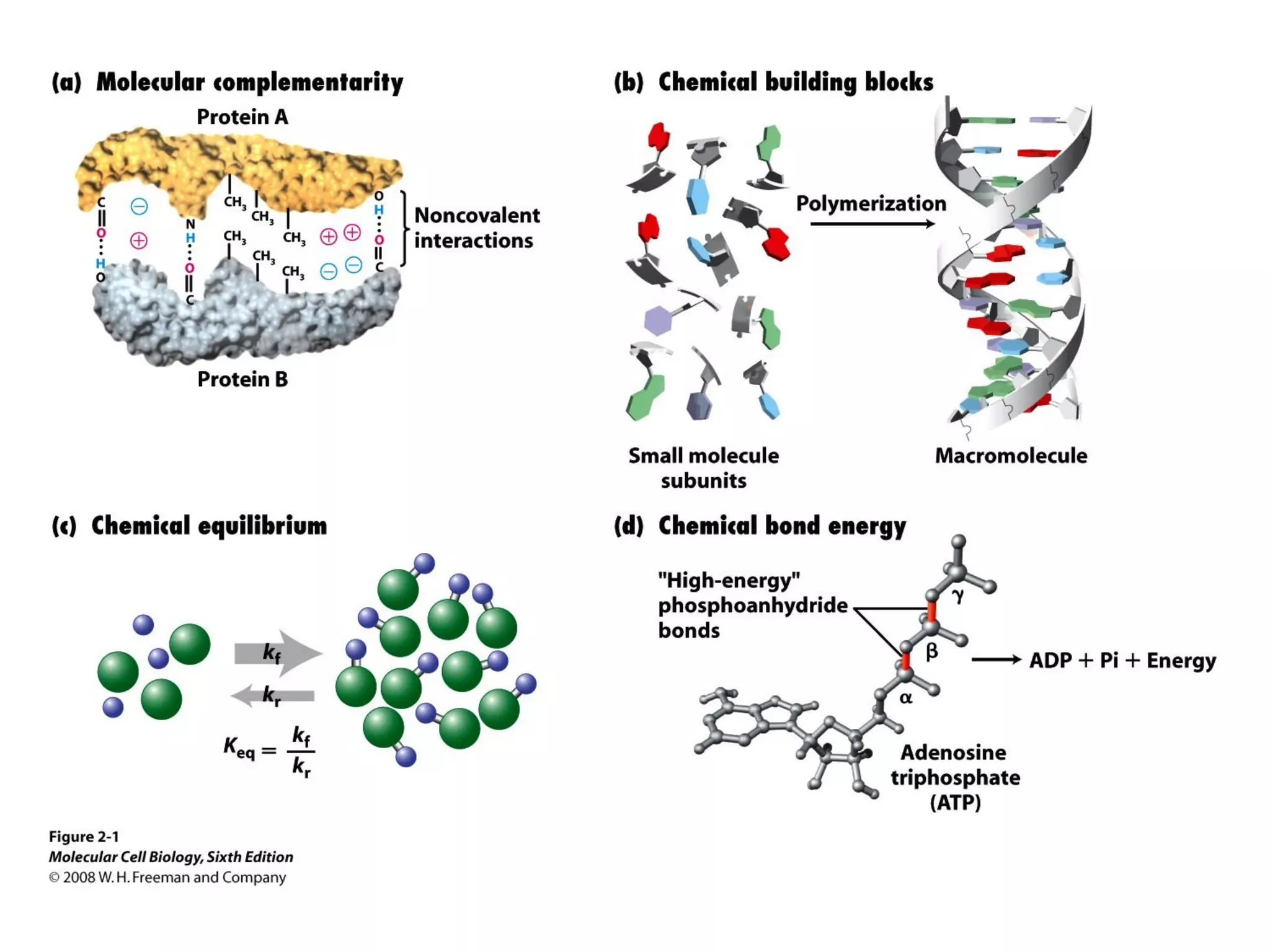 Molecular Cell Biology Lodish 6th.ppt - Chapter 2 chemical foundations ...