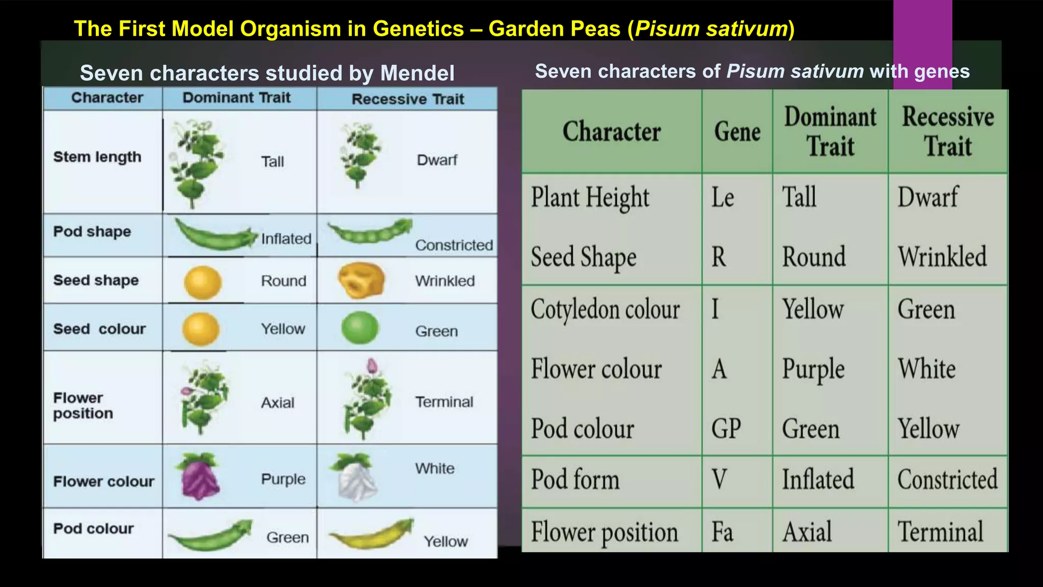 Chapter 2 classical genetics | PPTX