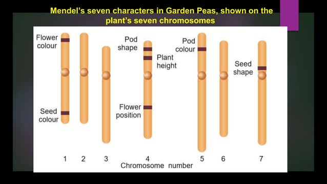 Chapter 2 classical genetics | PPTX | Gardening | Home & Garden