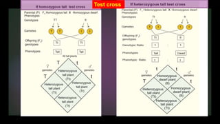 Chapter 2 classical genetics | PPTX