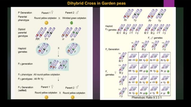 Chapter 2 classical genetics | PPTX | Gardening | Home & Garden