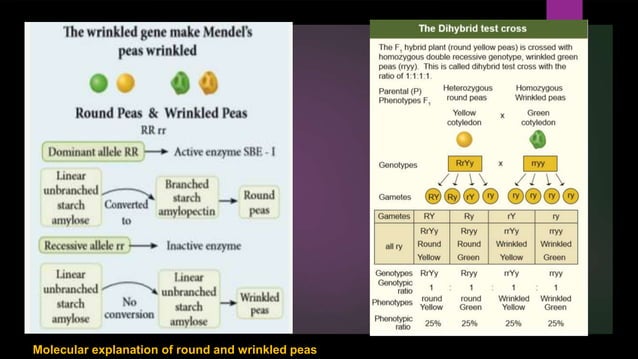 Chapter 2 classical genetics | PPTX | Gardening | Home & Garden
