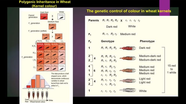 Chapter 2 classical genetics | PPTX | Gardening | Home & Garden