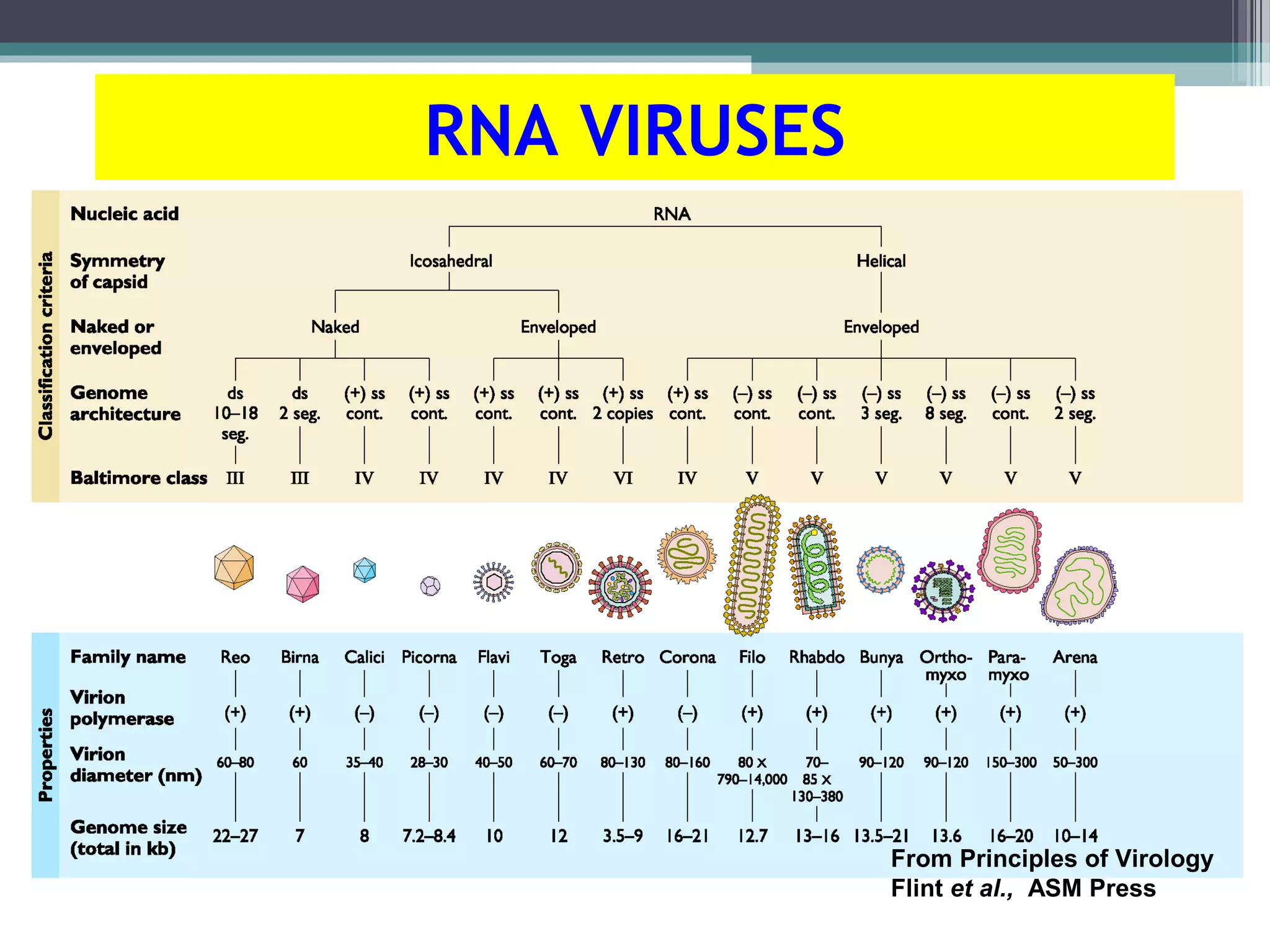 Chapter 2 classification of virus | PPT