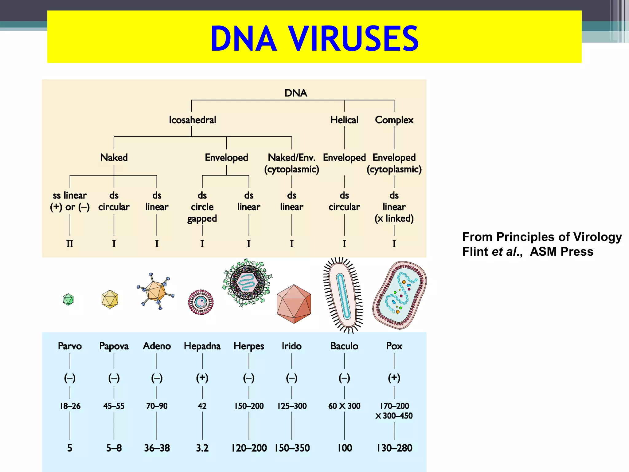 Chapter 2 classification of virus | PPT