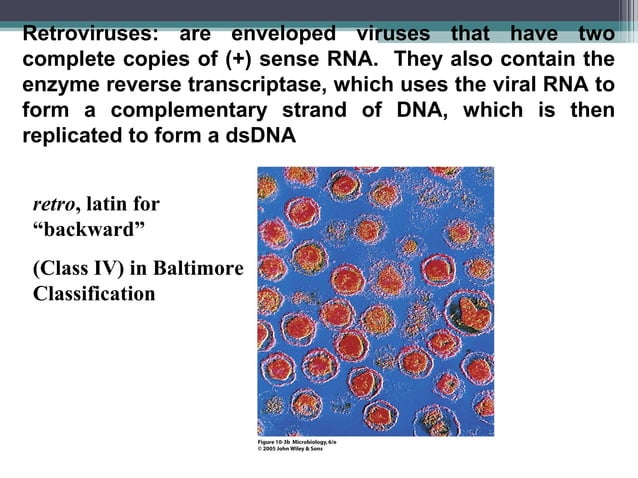 Chapter 2 classification of virus | PPT | Biological Sciences | Science