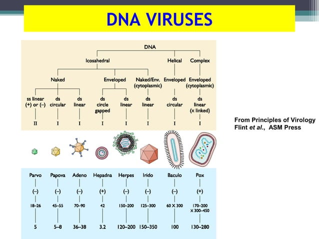 Chapter 2 classification of virus | PPT | Biological Sciences | Science