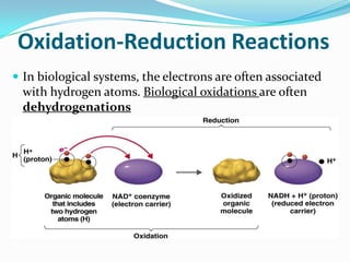 Chapter 2 energetics | PPTX