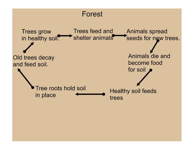 Chapter 2 lesson 1- wonderful woodlands | PPT Chapter 2 lesson 1- wonderful woodlands | PPT