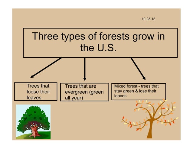 Chapter 2 lesson 1- wonderful woodlands | PPT Chapter 2 lesson 1- wonderful woodlands | PPT