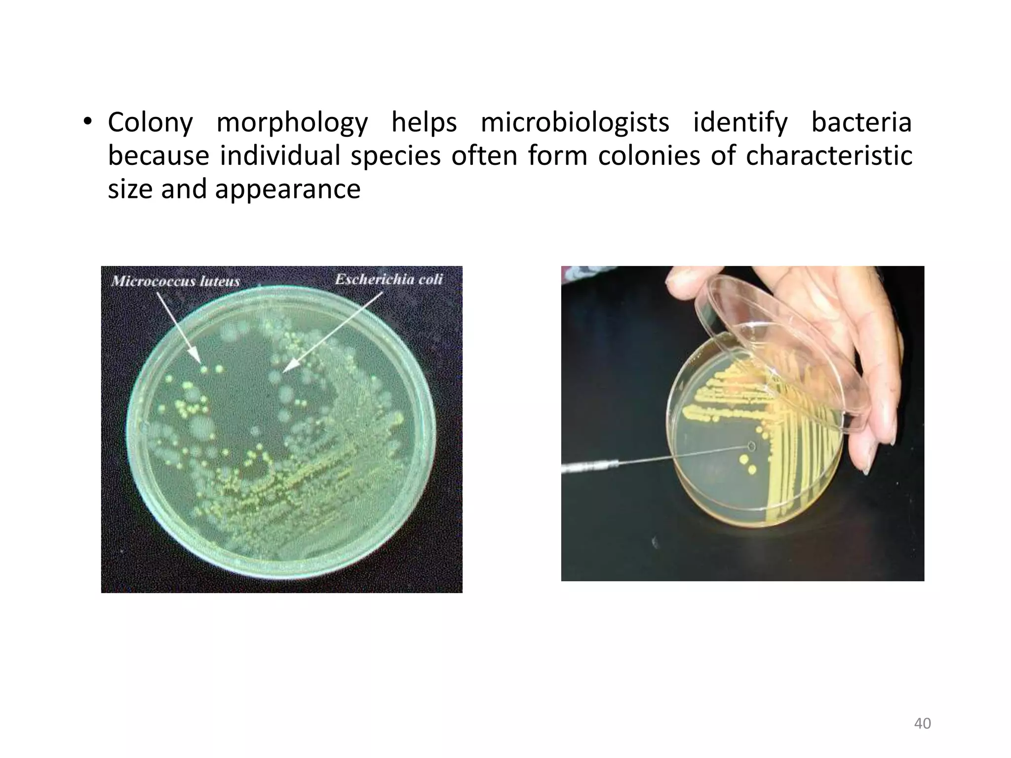 Chapter 2 methods in microbiology by Abu Feyisa | PPTX