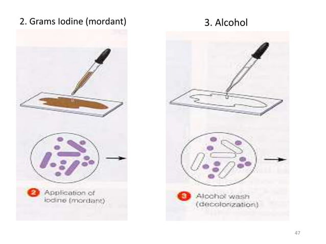 Chapter 2 methods in microbiology by Abu Feyisa | PPTX | Infectious ...