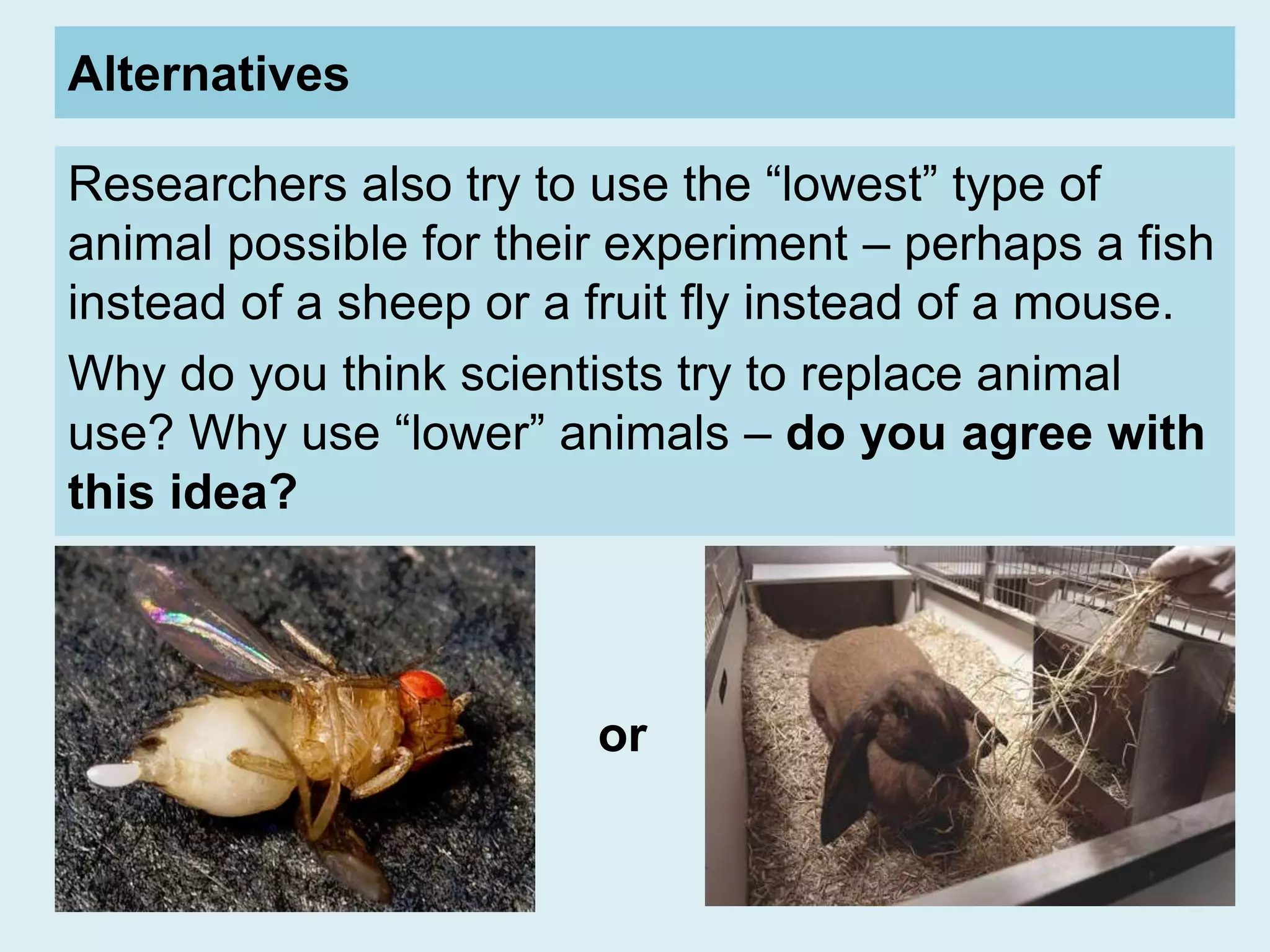 Chapter 2- research involving animals .pptx | Free Download
