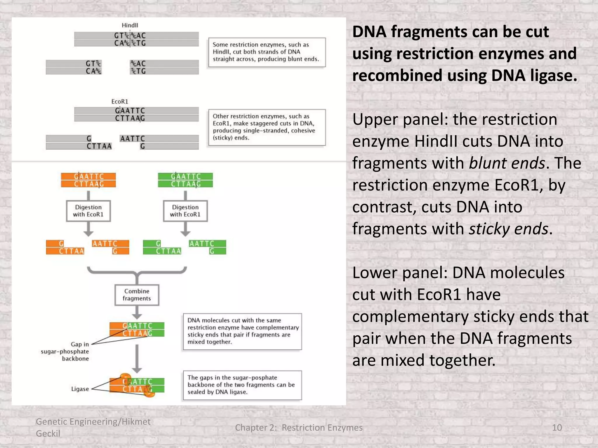 Chapter 2 restriction enzymes | PPTX