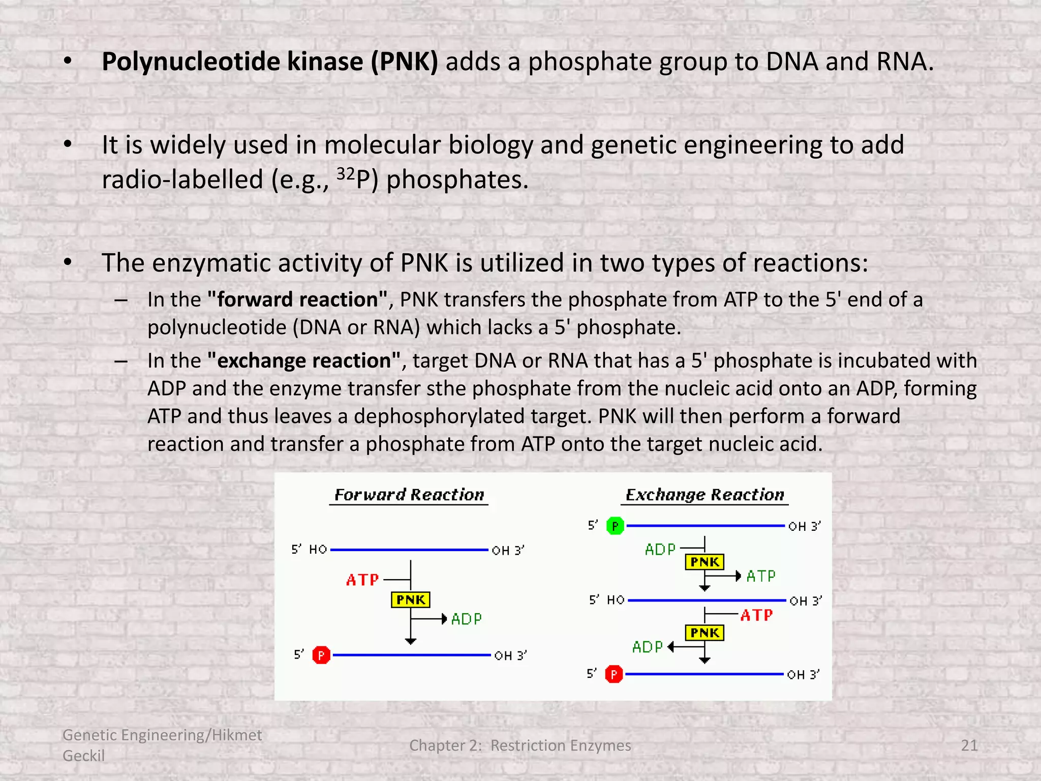 Chapter 2 restriction enzymes | PPTX