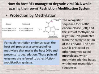 Chapter 2 restriction enzymes | PPTX