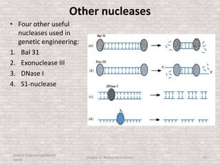 Chapter 2 restriction enzymes | PPTX
