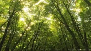 Chapter 2 - The Environment and Organisms.pptx