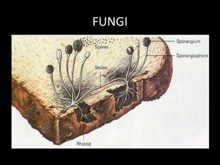 Chapter 2 Understanding Microorganisms | PPT