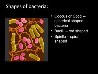 Chapter 2 Understanding Microorganisms | PPT