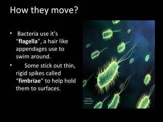 Chapter 2 Understanding Microorganisms | PPT