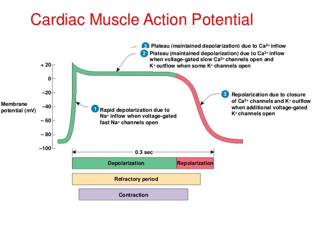 Cardiac Action Potential Refractory Period