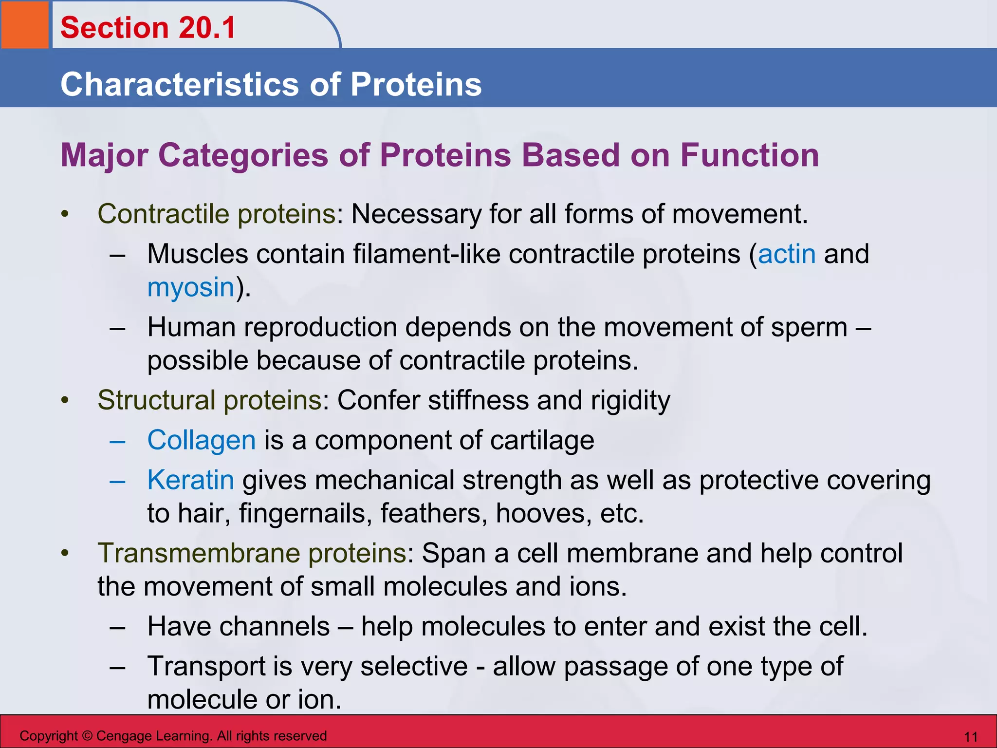 Chem 45 Biochemistry: Stoker Chapter 20 Proteins | PDF