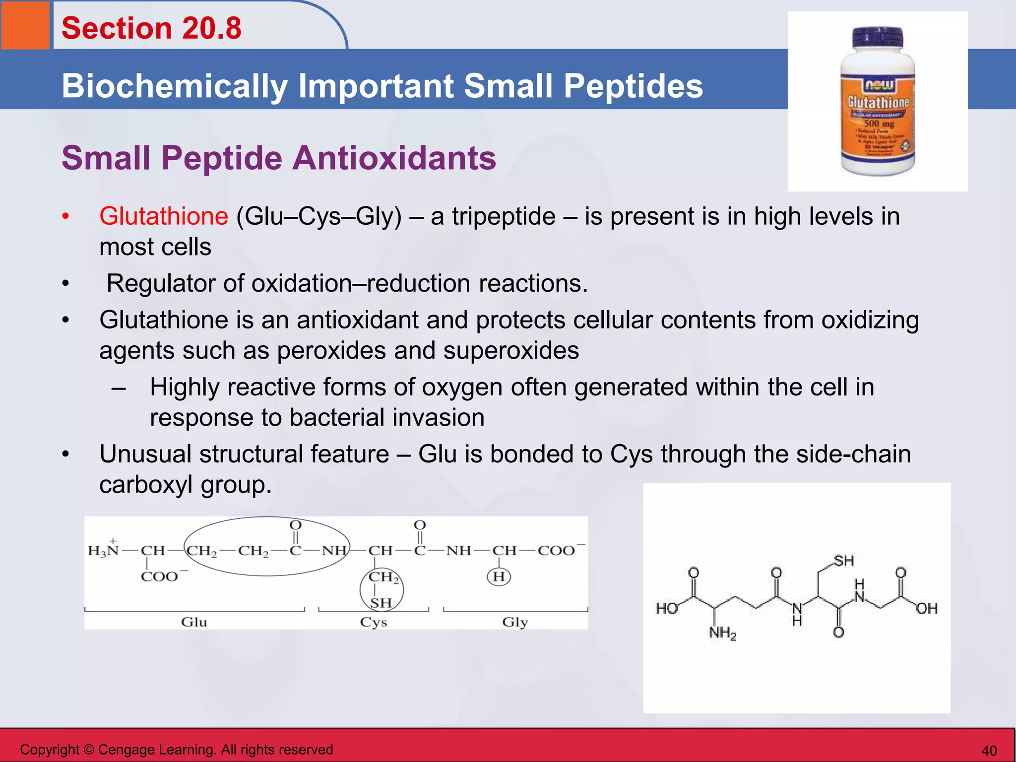 Chem 45 Biochemistry: Stoker Chapter 20 Proteins | PDF