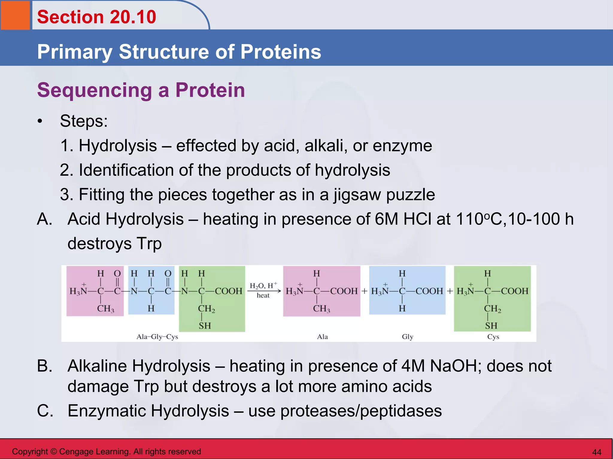 Chem 45 Biochemistry: Stoker Chapter 20 Proteins | PDF