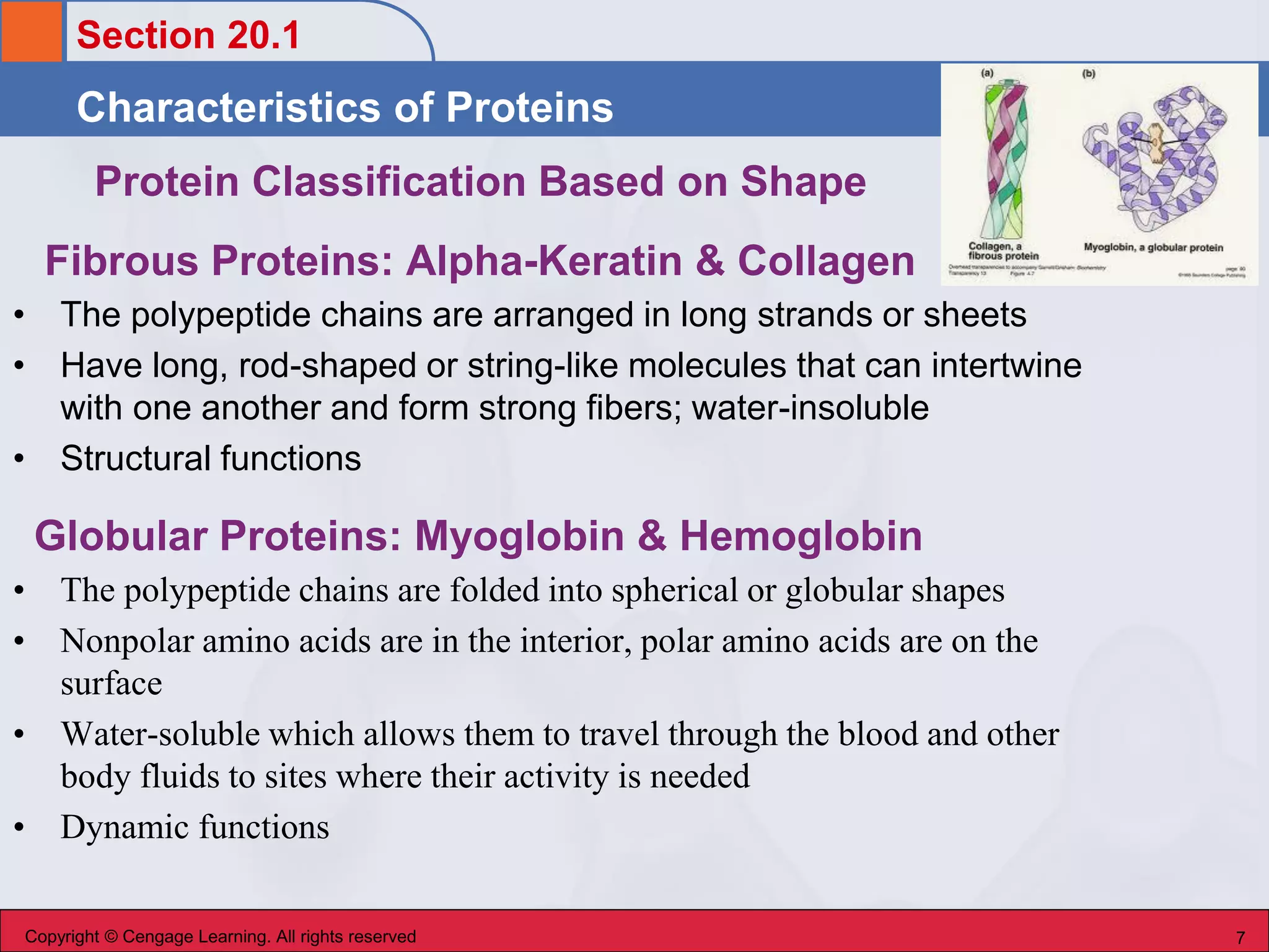 Chem 45 Biochemistry: Stoker Chapter 20 Proteins | PDF
