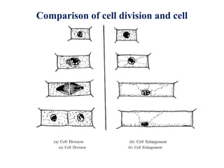 Chapter 20- growth and development in plants.pptx