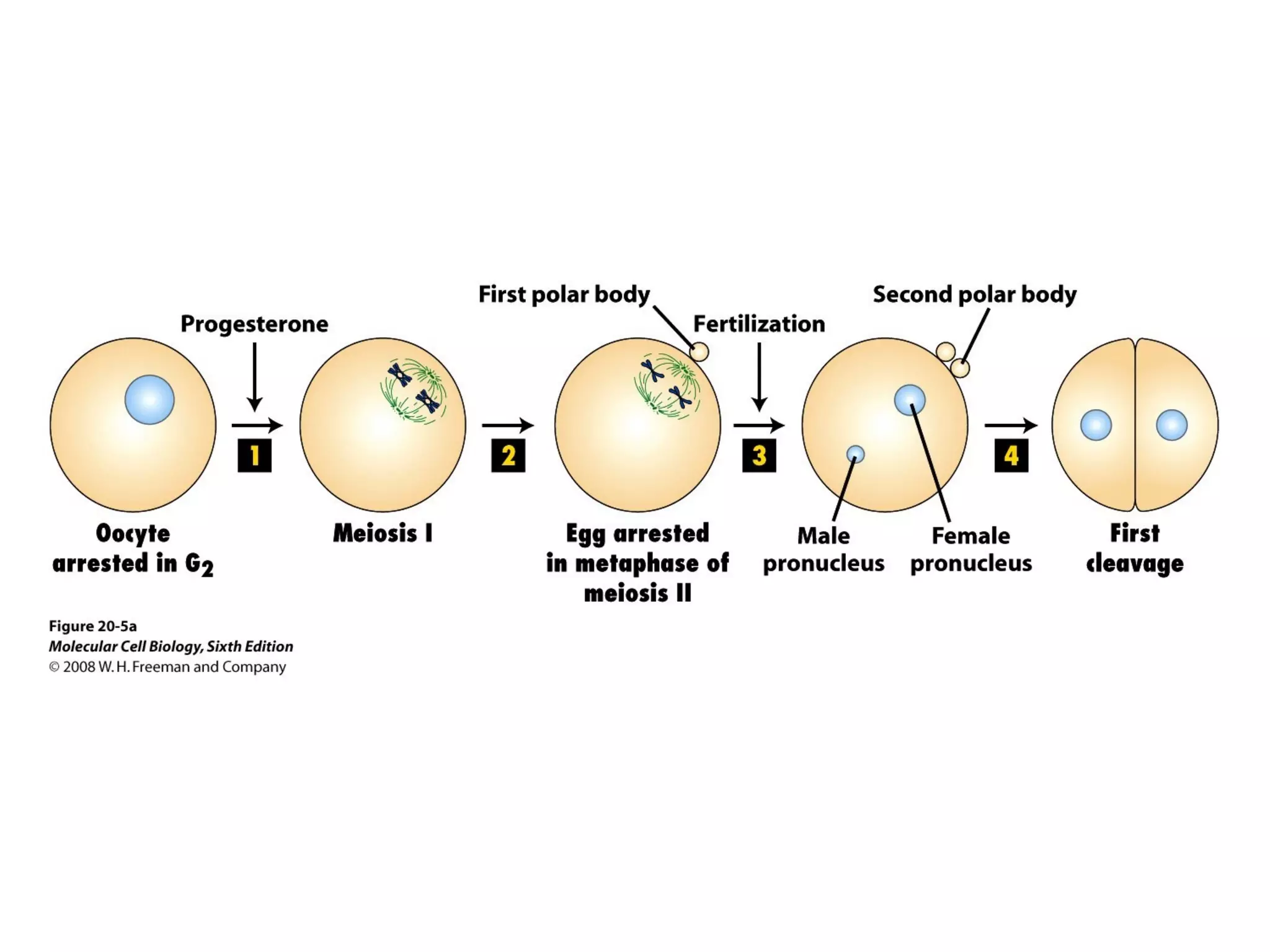 Molecular Cell Biology Lodish 6th.ppt - Chapter 20 regulating the ...