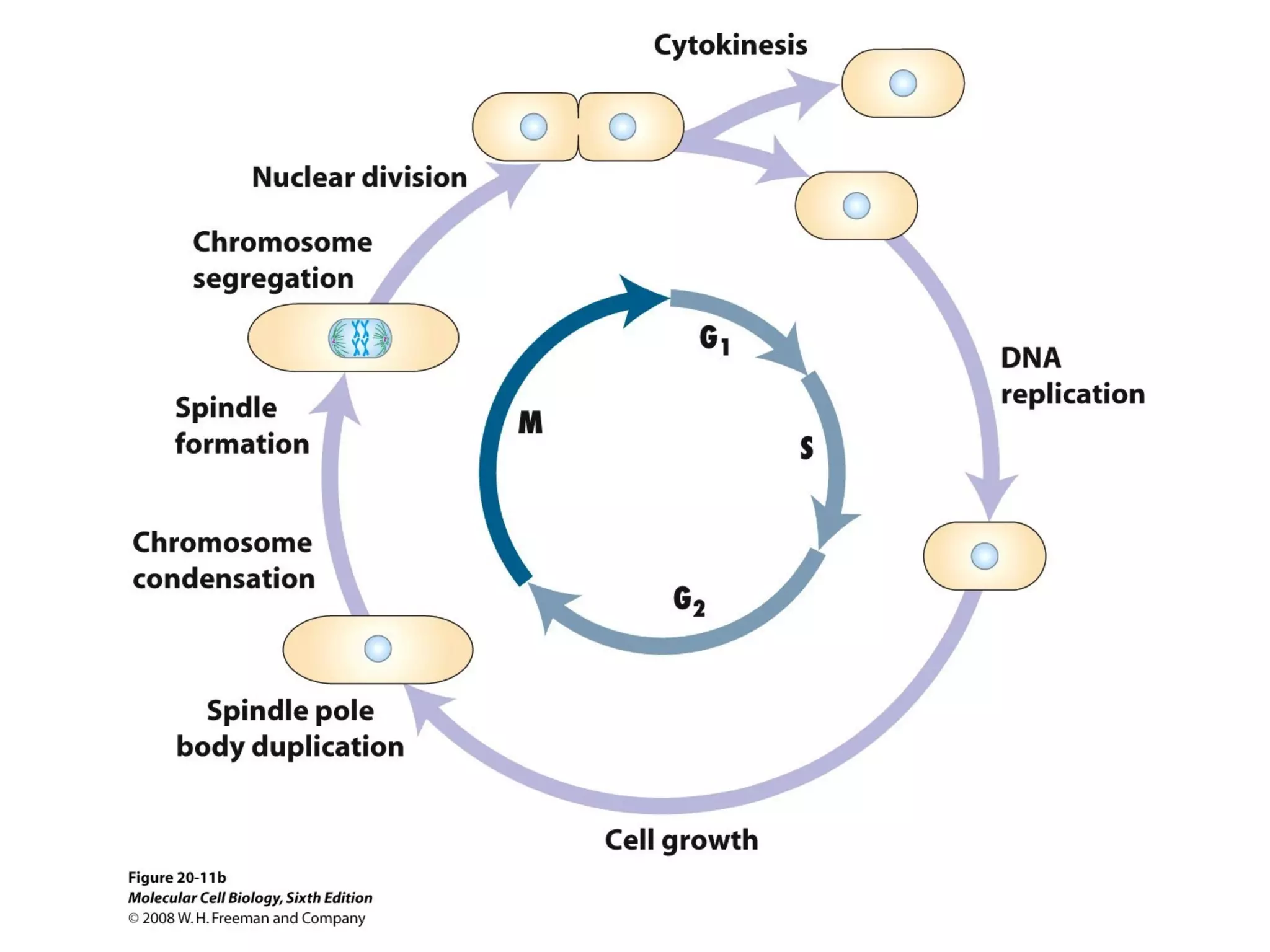 Molecular Cell Biology Lodish 6th.ppt - Chapter 20 regulating the ...