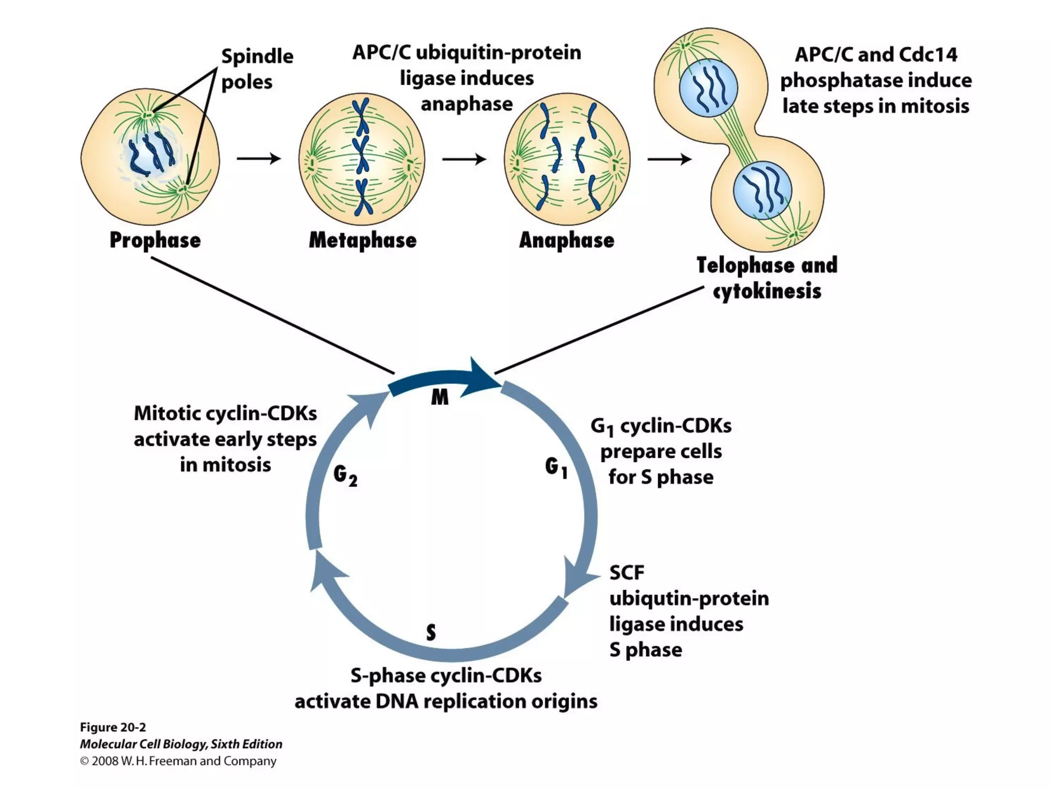 Molecular Cell Biology Lodish 6th.ppt - Chapter 20 regulating the ...