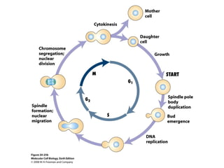 Molecular Cell Biology Lodish 6th.ppt - Chapter 20 regulating the ...