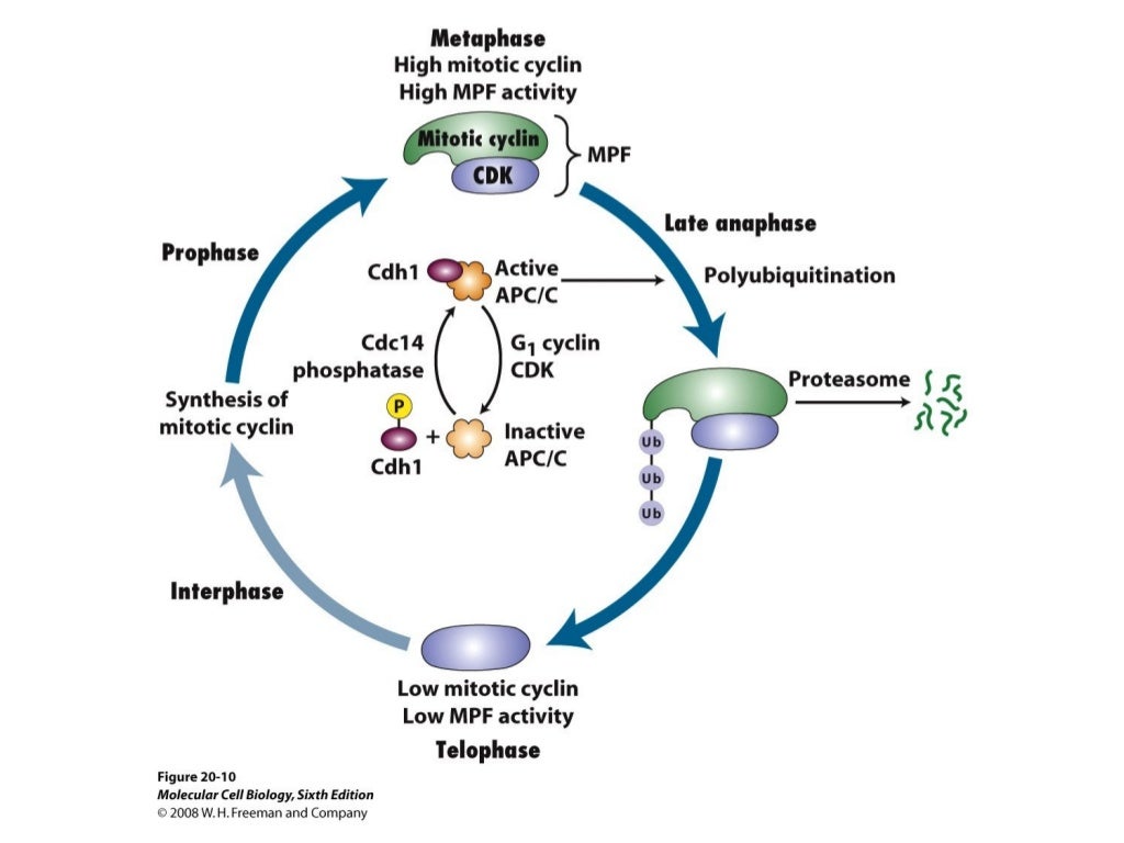 Molecular Cell Biology Lodish 6th.ppt - Chapter 20 regulating the e…