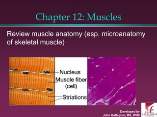 muscles | PPT