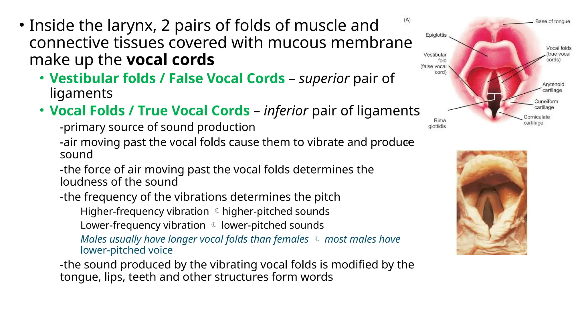 Respiratory System Anatomy and Psychology | PPTX