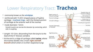 Respiratory System Anatomy and Psychology | PPTX